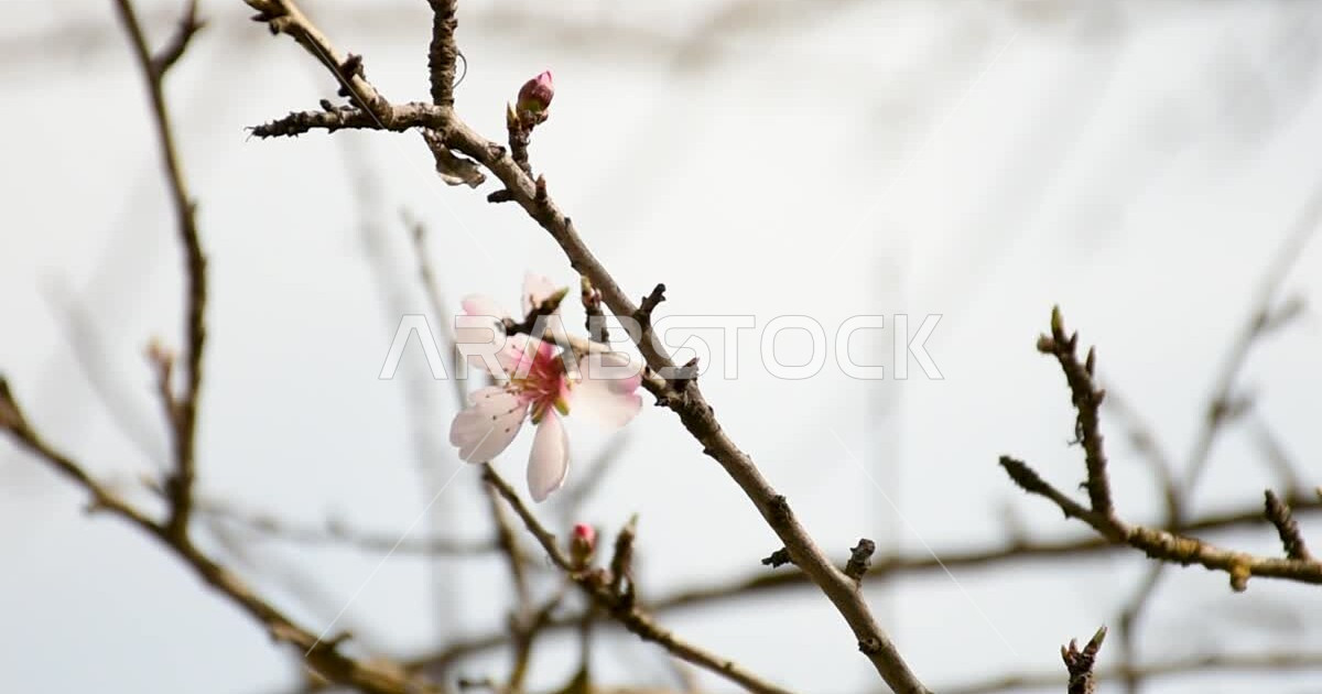 almond tree flower, white flower in bloom, nature in spring, flowering ...