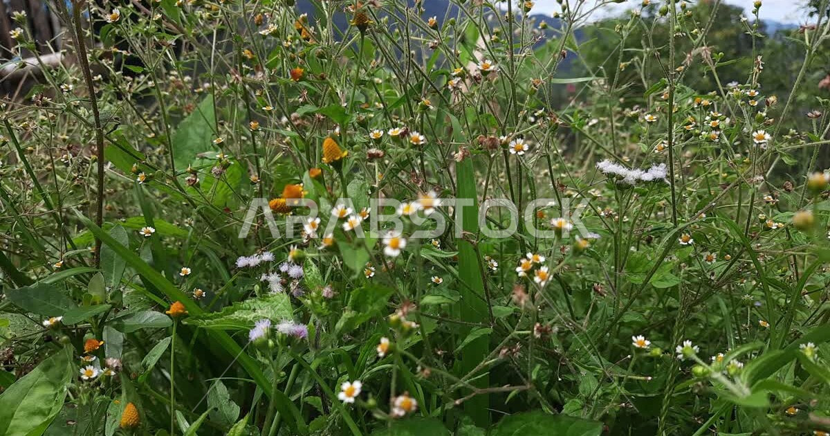 Close-up of the movement of shaking trees, blooming roses, flowering ...