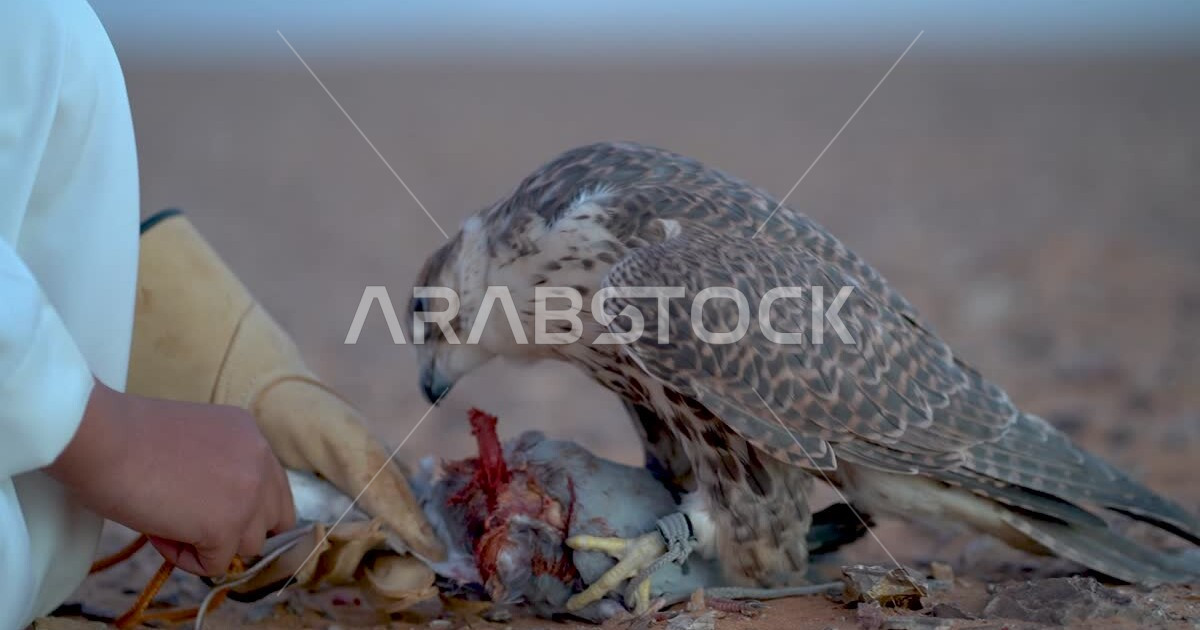 A close-up of a bird, a person feeding his bird, the most beautiful ...