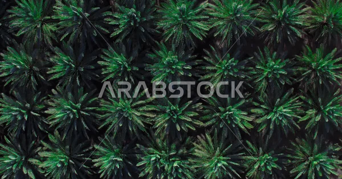 Drone photography of fruitful palm trees, agricultural trees and crops ...