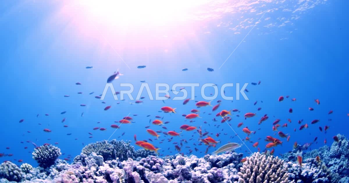 Close-up of marine fish in the deep sea, coral reefs, fun diving, fish ...