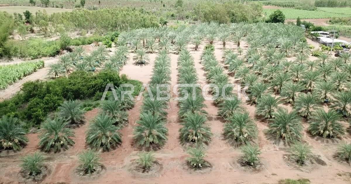 Drone photography of a date palm farm in the Kingdom of Saudi Arabia ...
