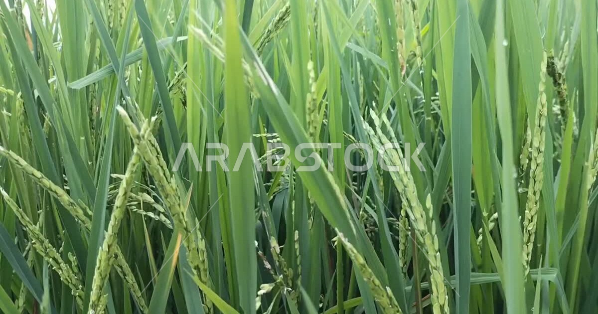Close-up of rice seeds, rice field, agricultural crops, rice farms ...