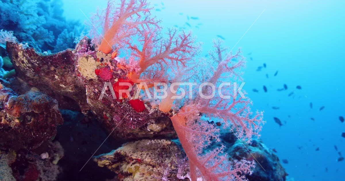 Photography of coral reefs in the depths of the sea, fish wealth in the ...