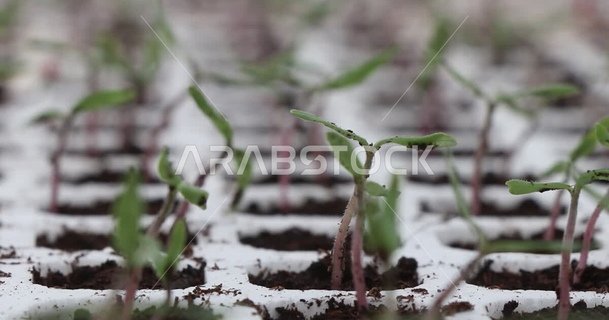 A close-up of the germination of types of vegetable and gypsum seeds in ...