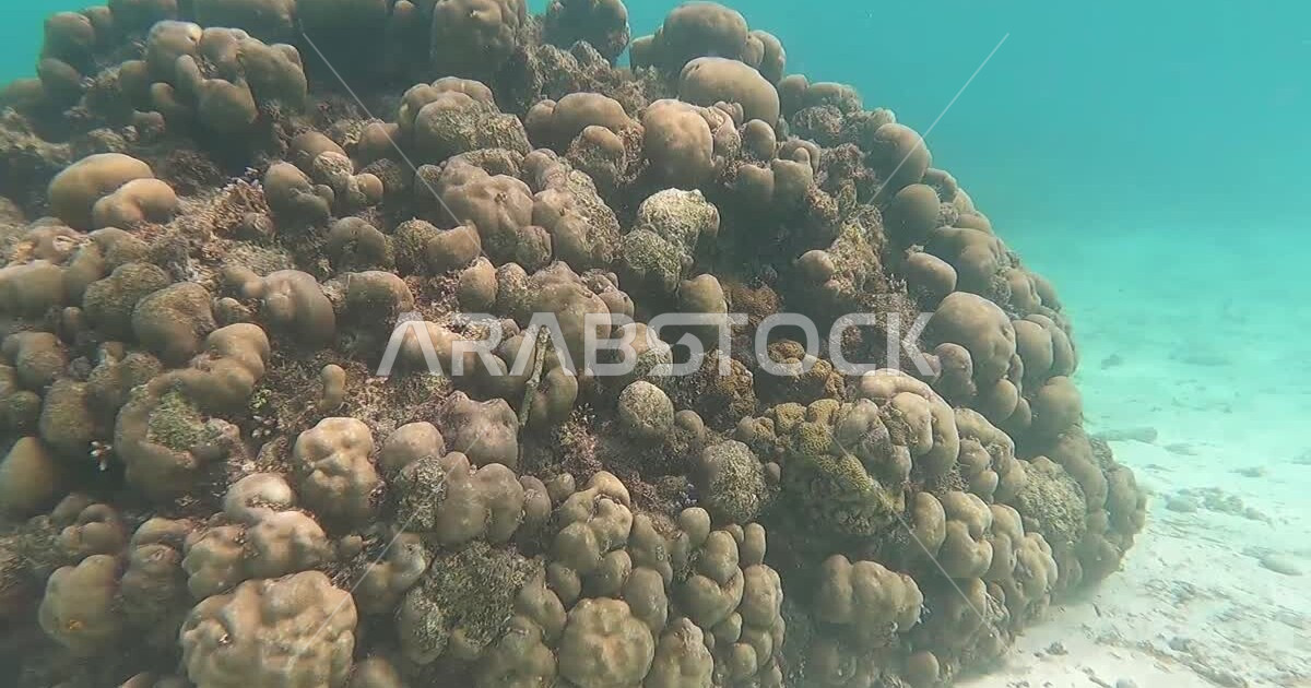 Underwater marine nature, plants, shells and coral reefs, the pleasure ...