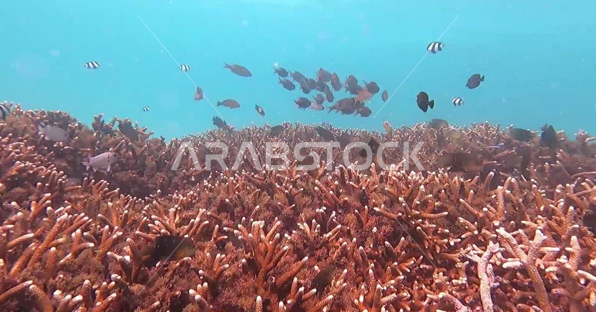 Photographing underwater marine nature, plants, shells and coral reefs ...