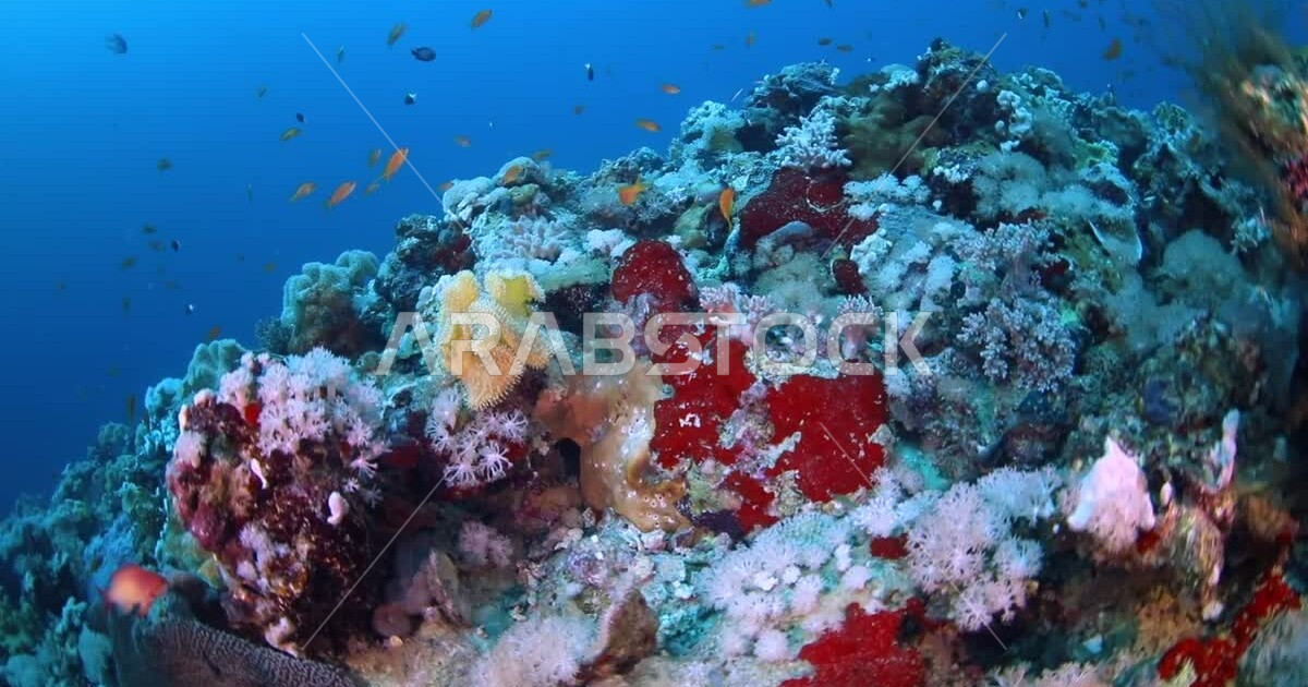 Marine fish in the deep sea, fun diving, seas and oceans, coral reefs ...